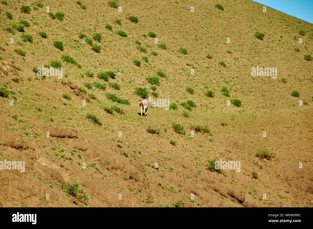 Mongolian cows in a mountain meadow, Uvs Province Stock Photo - Alamy