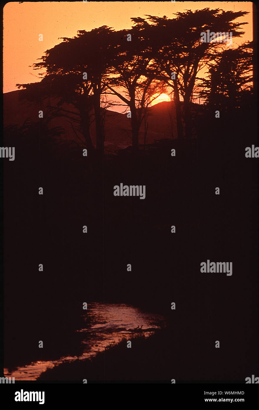 Trees And Sunset Stock Photo - Alamy