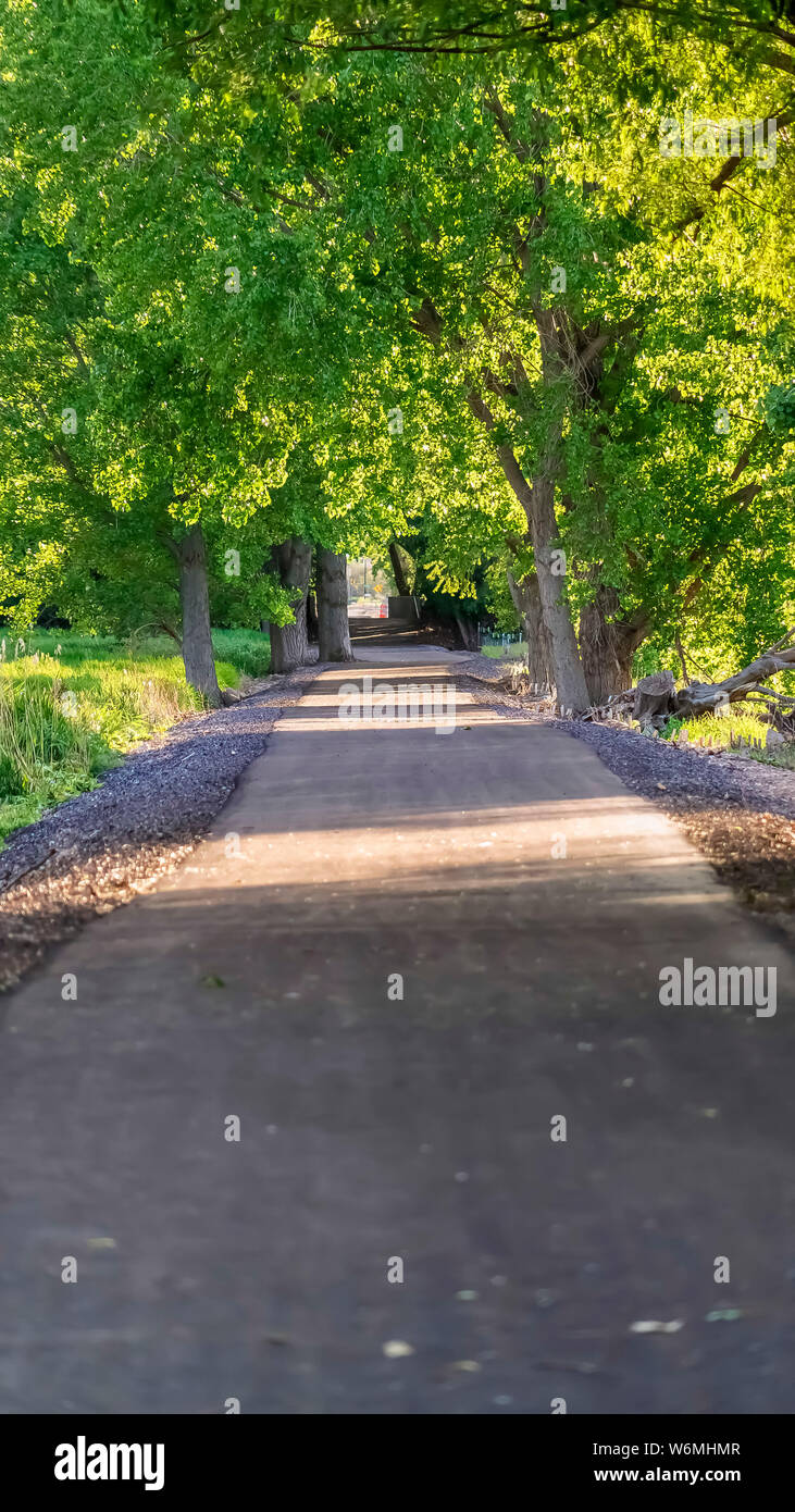 View of road under tree canopy hi-res stock photography and images - Alamy