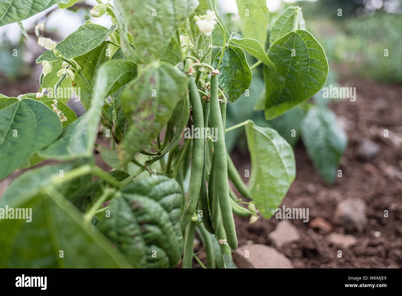 Green bean plant hi-res stock photography and images - Alamy