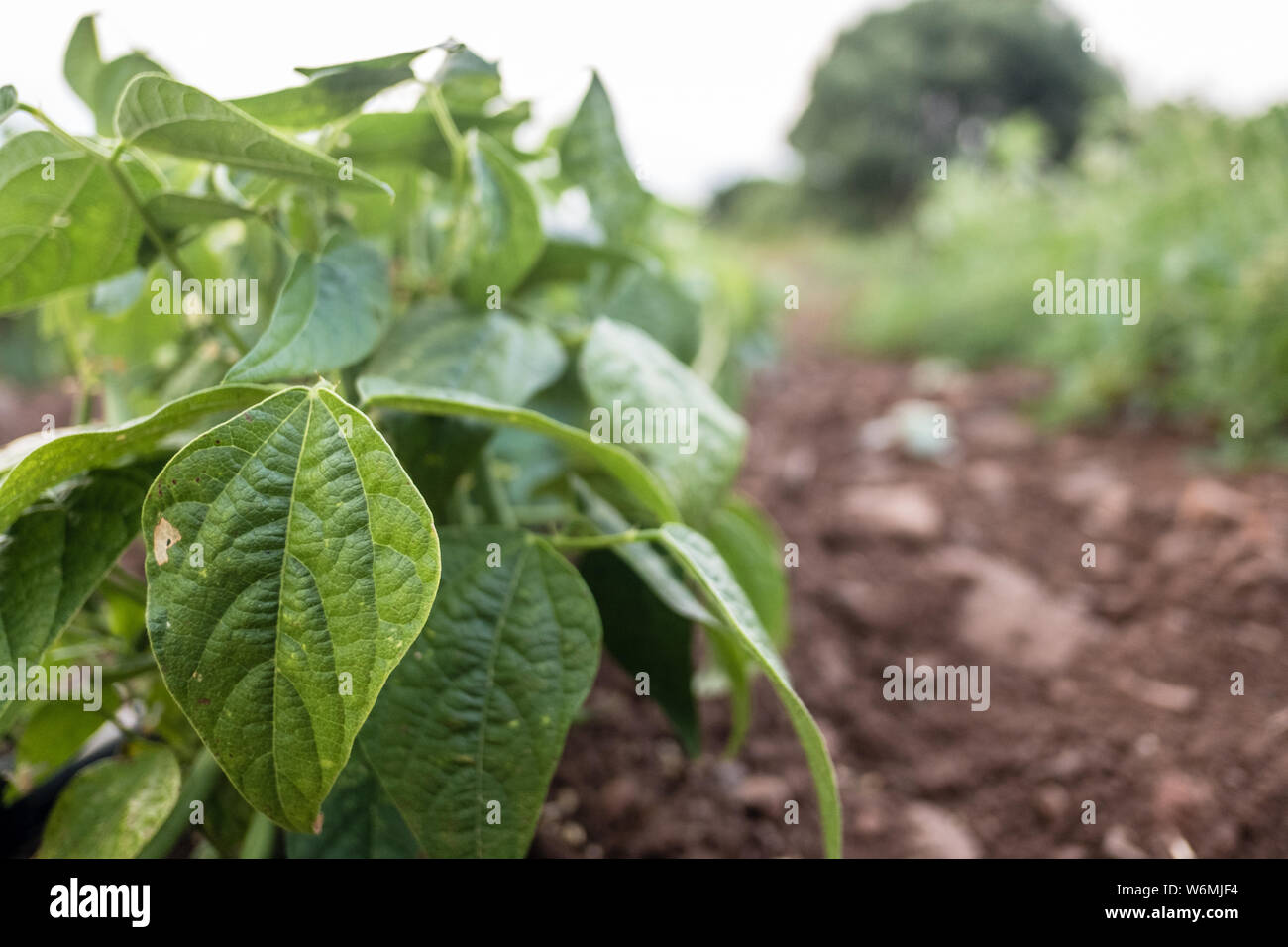 Green bean plant. Close-up of a leaf Stock Photo - Alamy