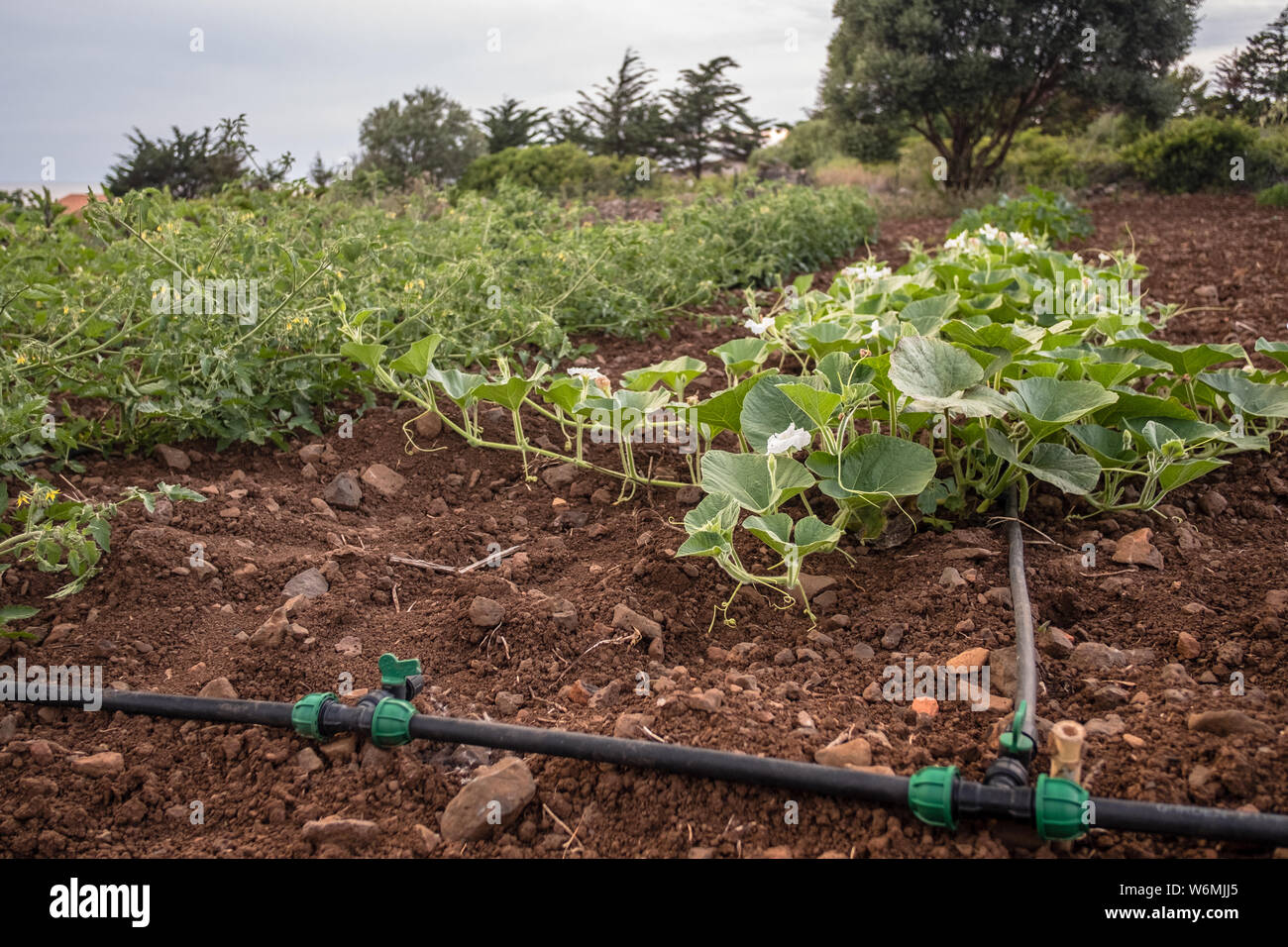 Zucchini plants with flowers growing in a vegetable garden with ...