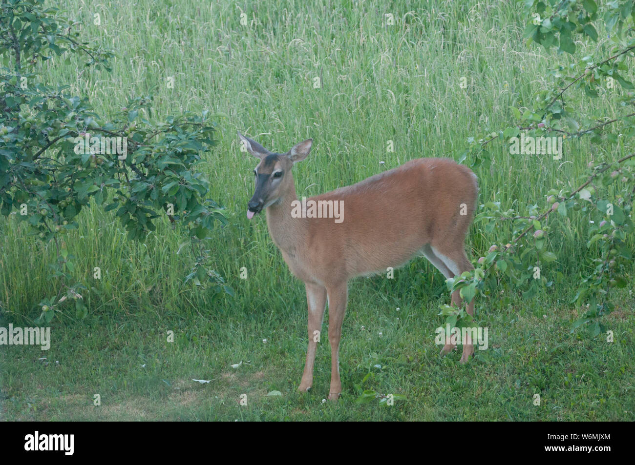 White Tail Deer Eating Apple Tree Leaves Stock Photo - Alamy