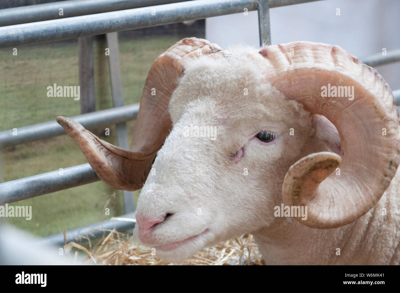 White Sheep With Horns Stock Photo - Alamy