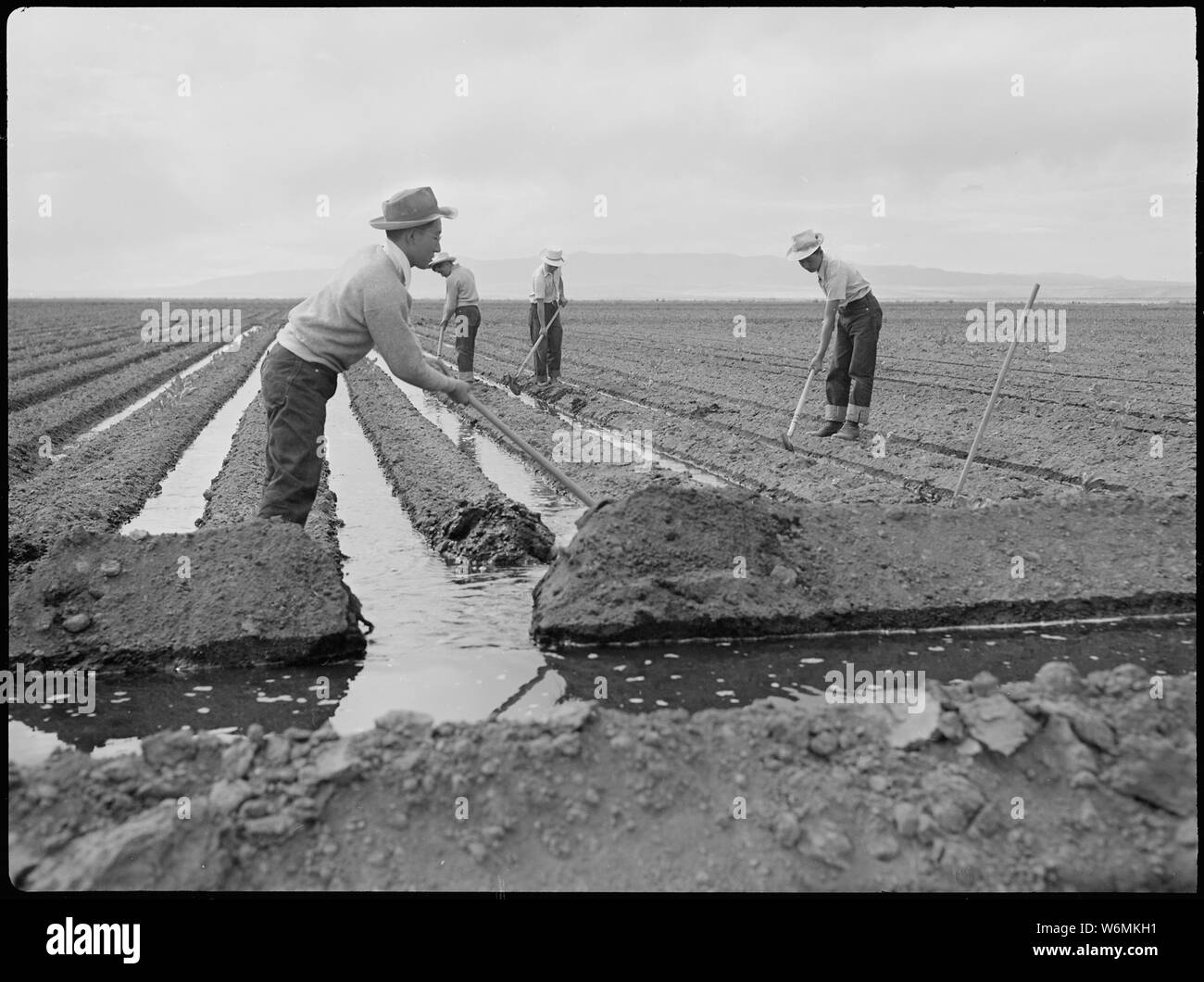 Tule Lake Relocation Center, Newell, California. Evacuee farm hands ...