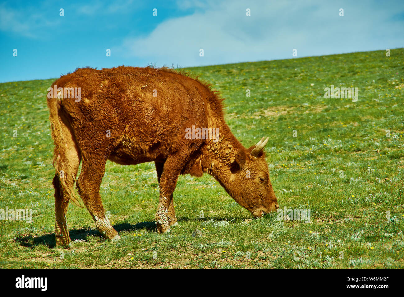 Mongolian cows in a mountain meadow, Uvs Province Stock Photo - Alamy