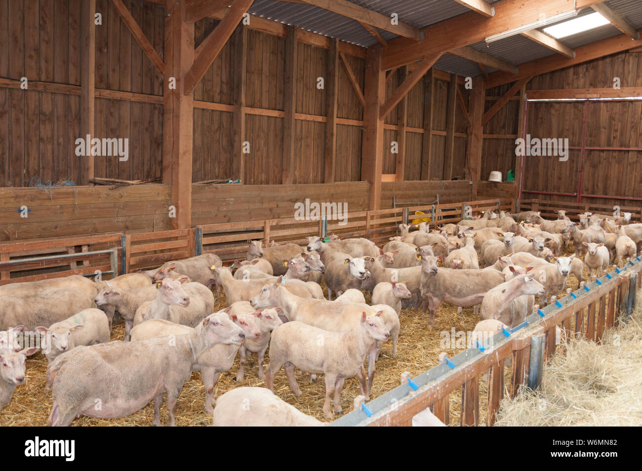French Sheep farming Stock Photo - Alamy