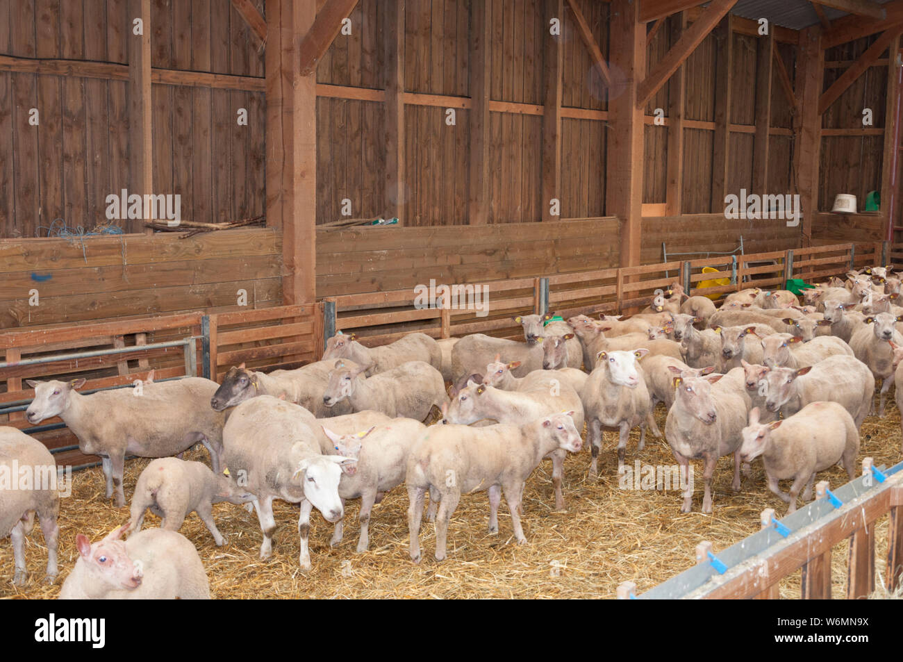 French Sheep farming Stock Photo - Alamy