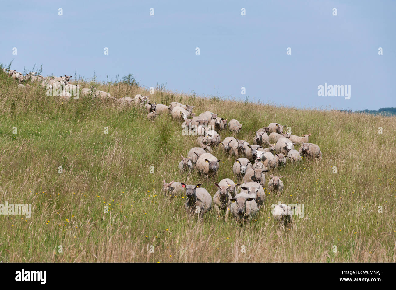 French Sheep farming Stock Photo - Alamy