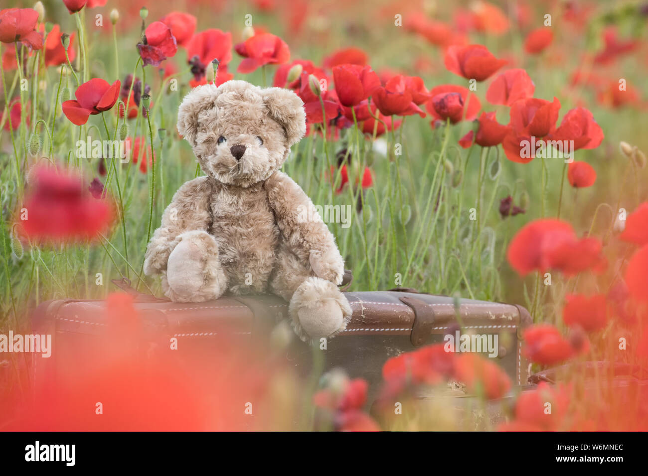 Cute teddy bear sitting on a suitcase among poppies Stock Photo - Alamy
