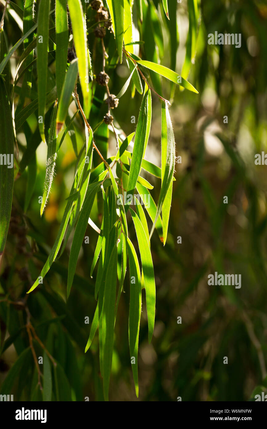 Green tree branches of agonis flexuosa in garden in the spring day ...