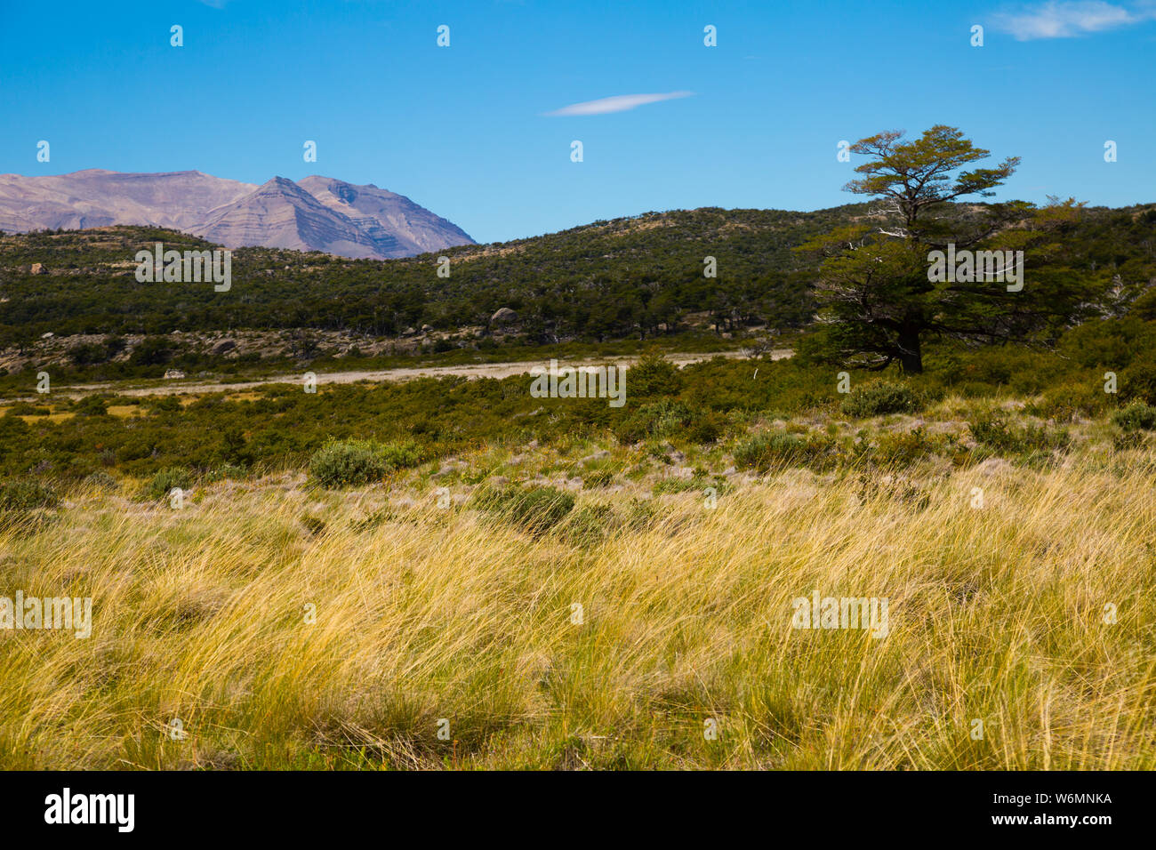 Trees and vegetation on slopes of Andes mountains on sunny day ...