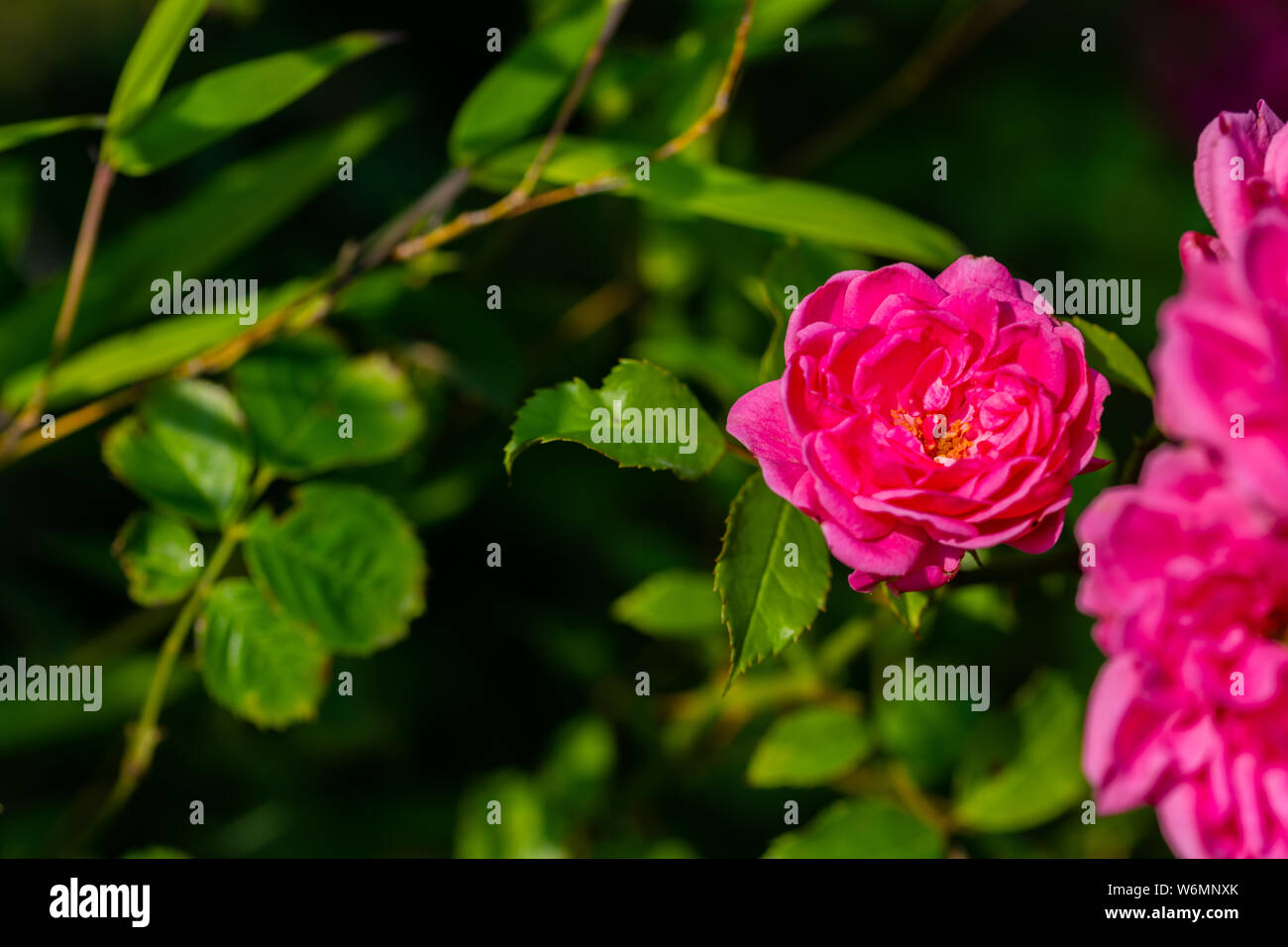 individual flowers are in focus Stock Photo - Alamy