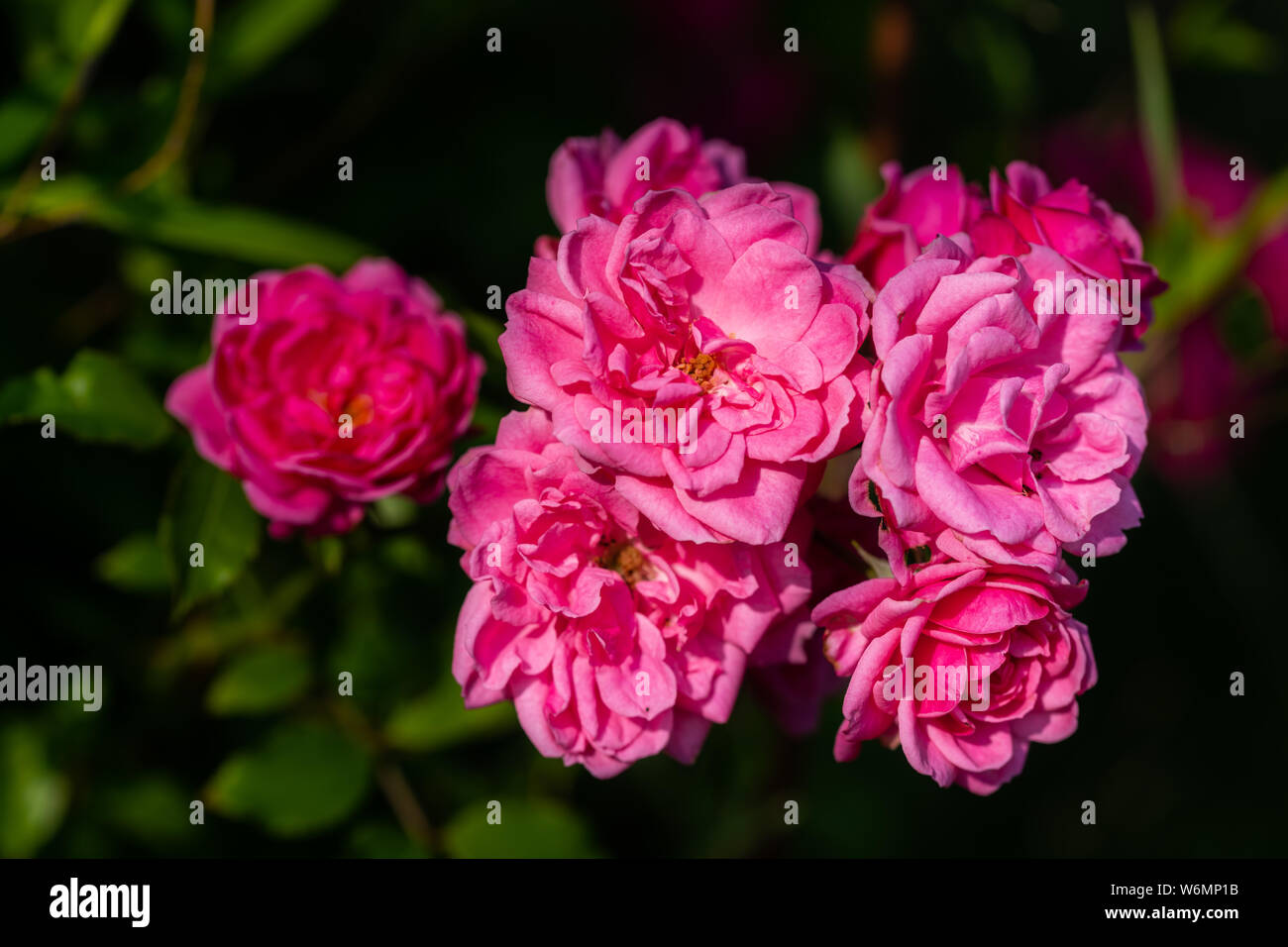 Individual flowers hi-res stock photography and images - Alamy