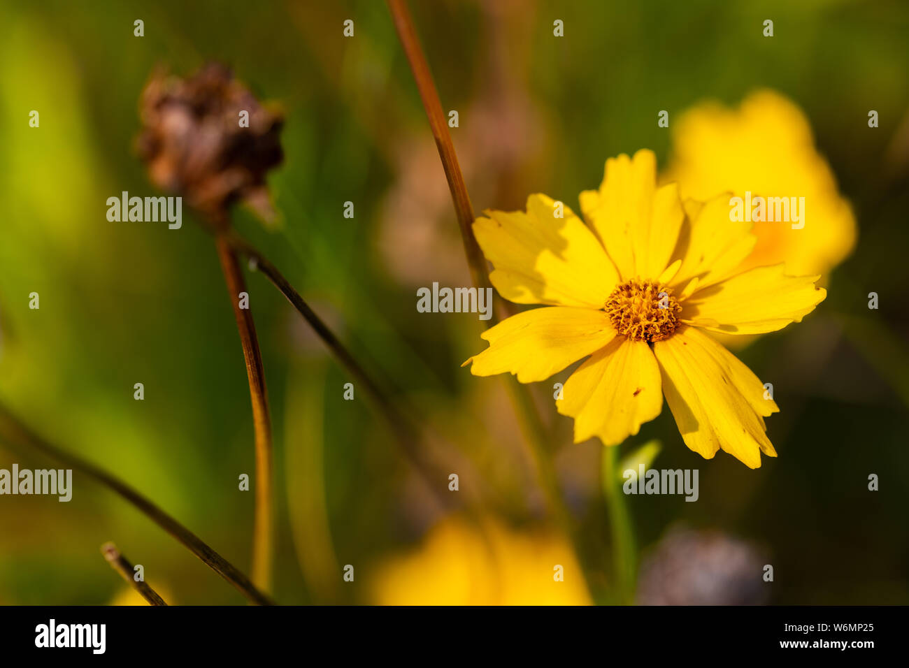 individual flowers are in focus Stock Photo - Alamy