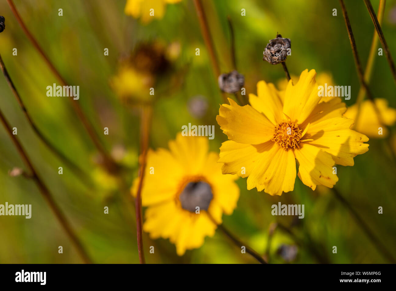 individual flowers are in focus Stock Photo - Alamy