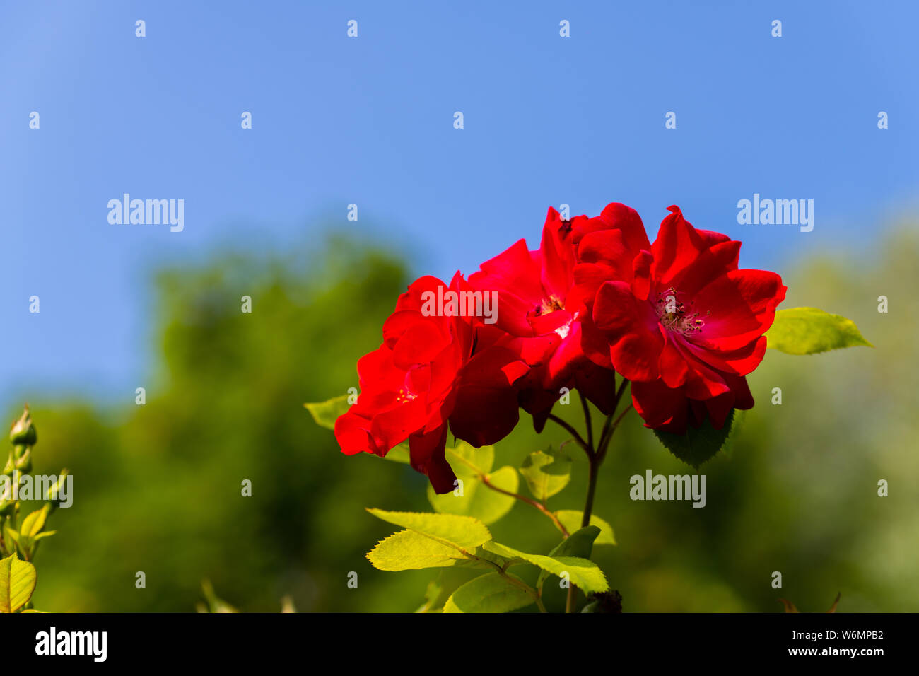 Individual flowers hi-res stock photography and images - Alamy