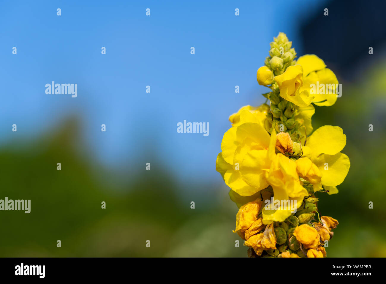 individual flowers are in focus Stock Photo - Alamy