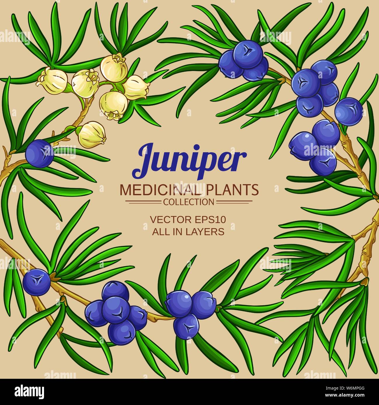 juniper vector frame on color background Stock Vector Image & Art - Alamy