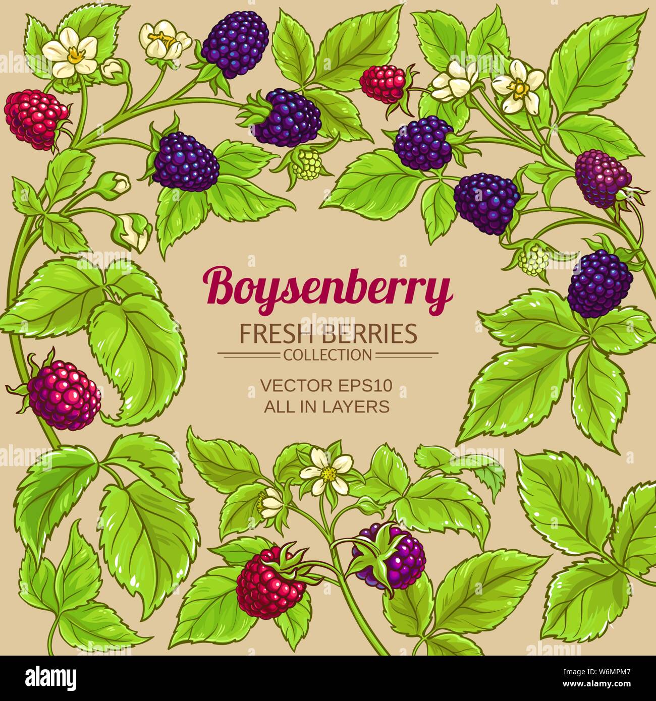 boysenberry vector frame on color background Stock Vector Image & Art ...