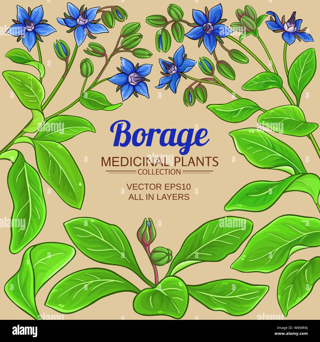 Borage leaf Stock Vector Images - Alamy