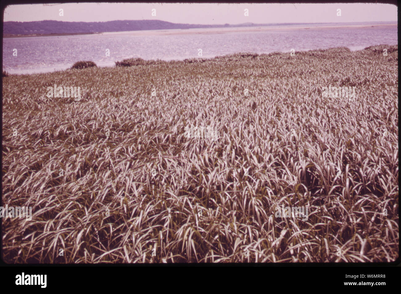Unspoiled marshlands on sandy hook nature preserve hi-res stock ...