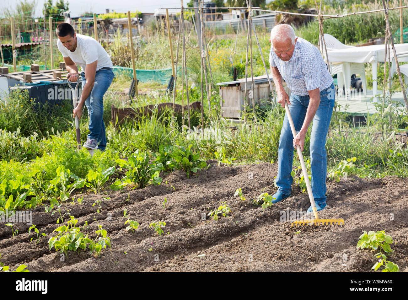 Elderly father and adult son work in the garden Stock Photo - Alamy