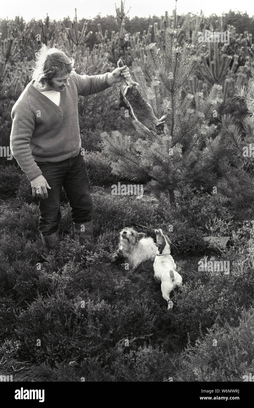 Countryman 1970s out shooting rabbits with two rough hair Jack Russell ...