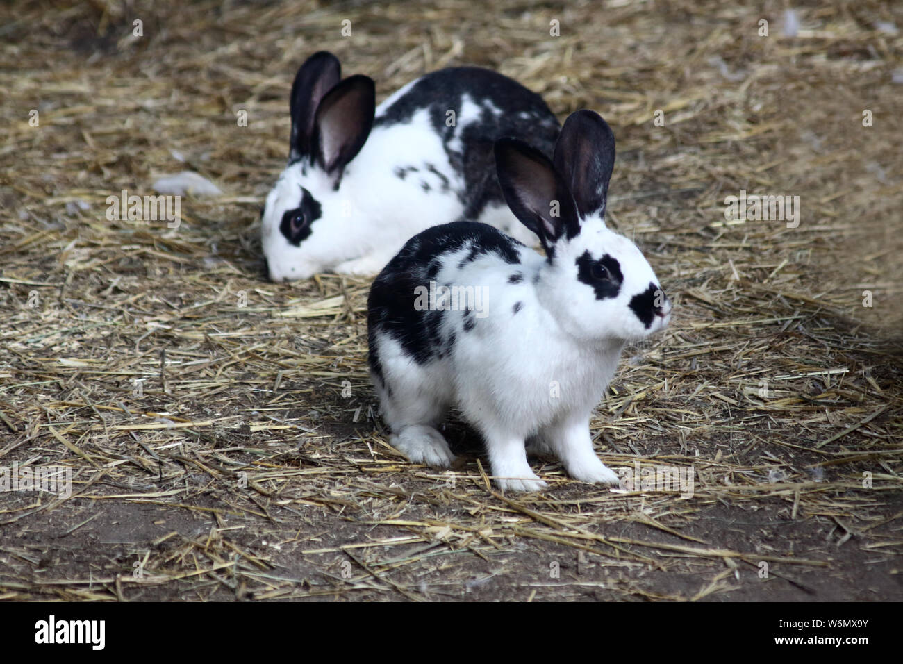two cute hares sitting on bedding of hay Stock Photo - Alamy