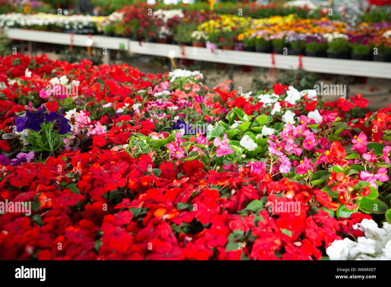 View of different bloomy flowers begonia growing in greenhouse Stock ...