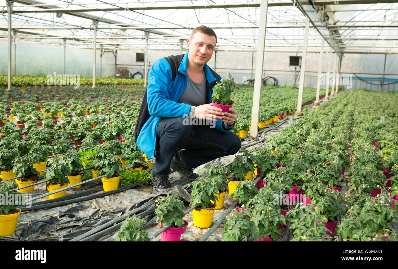 Male owner of plantation supervising growth of tomato seedlings in ...