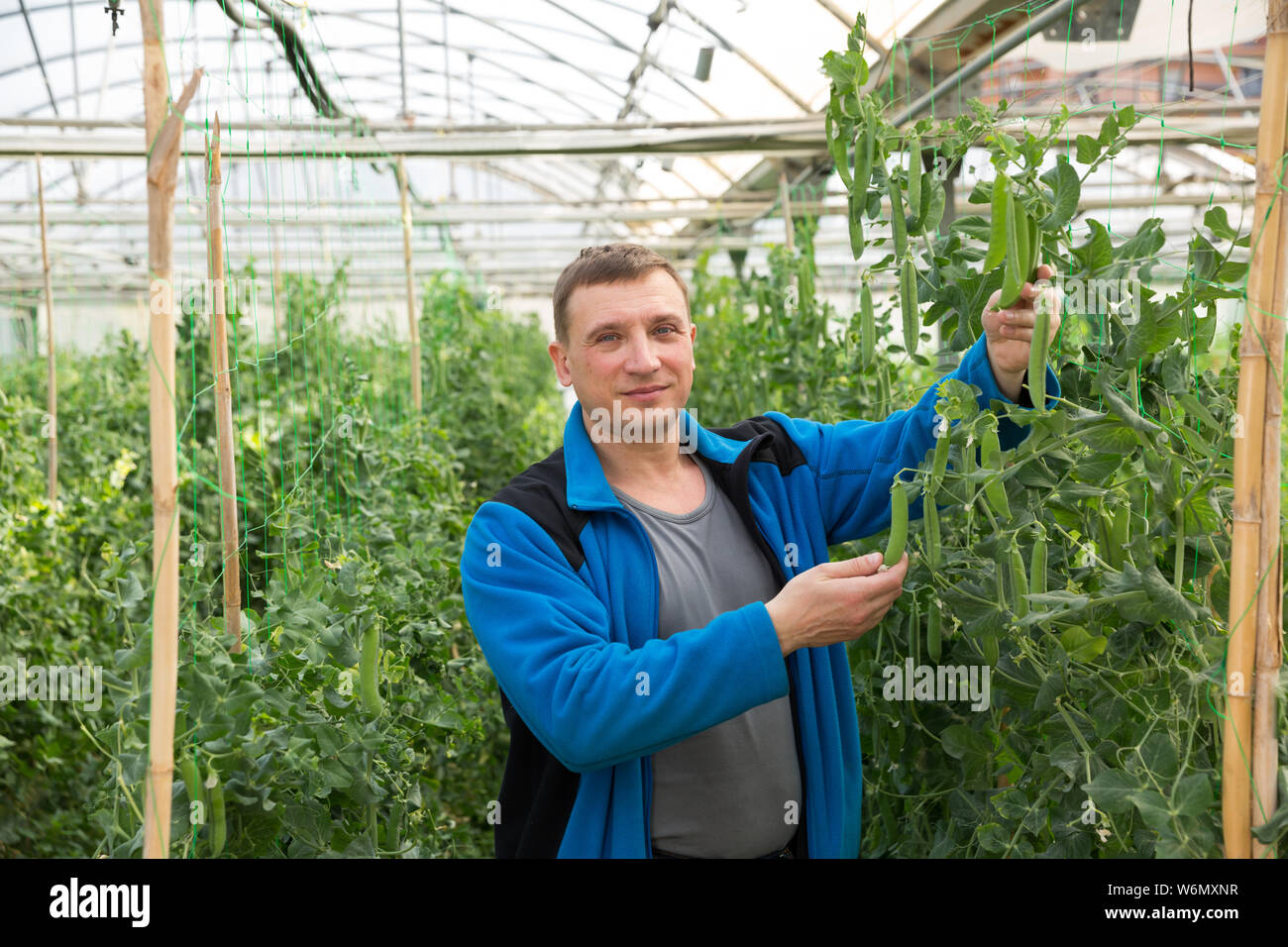 Farmer at work in greenhouse checking fresh harvest of organic peas ...