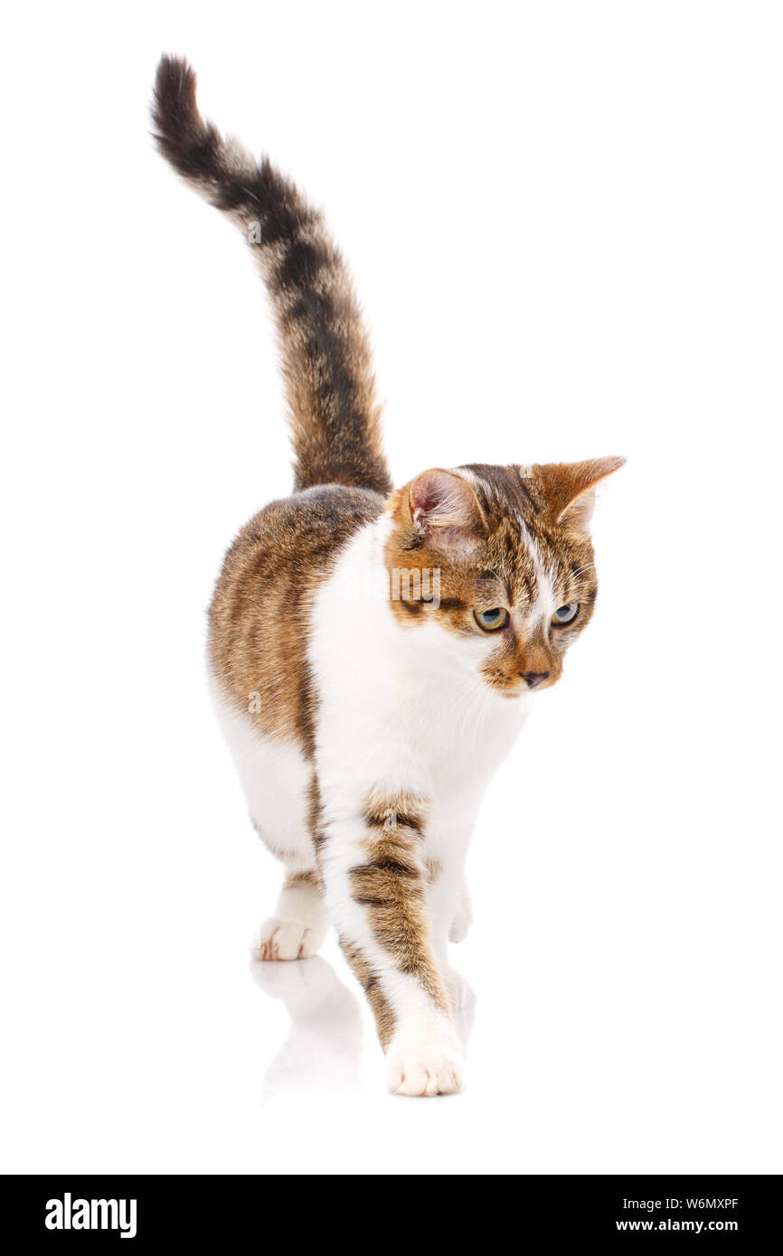 A true friend. Cat is isolated on white Stock Photo - Alamy