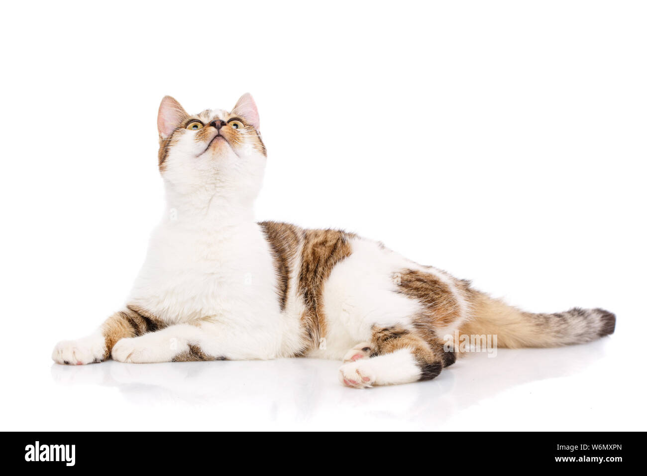 Cat, pet, and cute concept - red kitten on a white background Stock ...