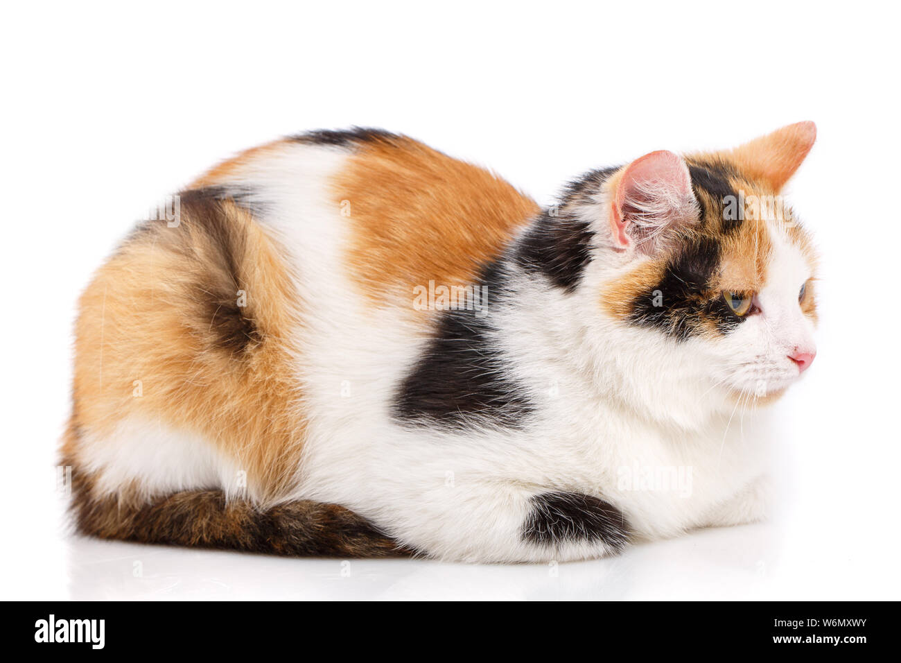 Unhappy cat on a white background. A frustrated cat Stock Photo - Alamy
