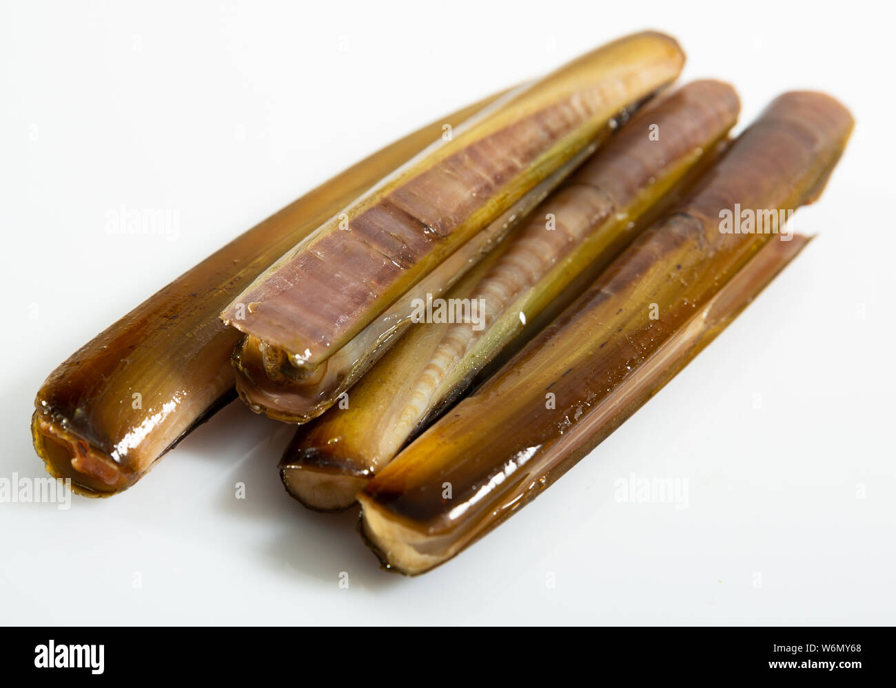 Seafood appetizer. Raw fresh molluscs razorshell (ensis) in shells on ...