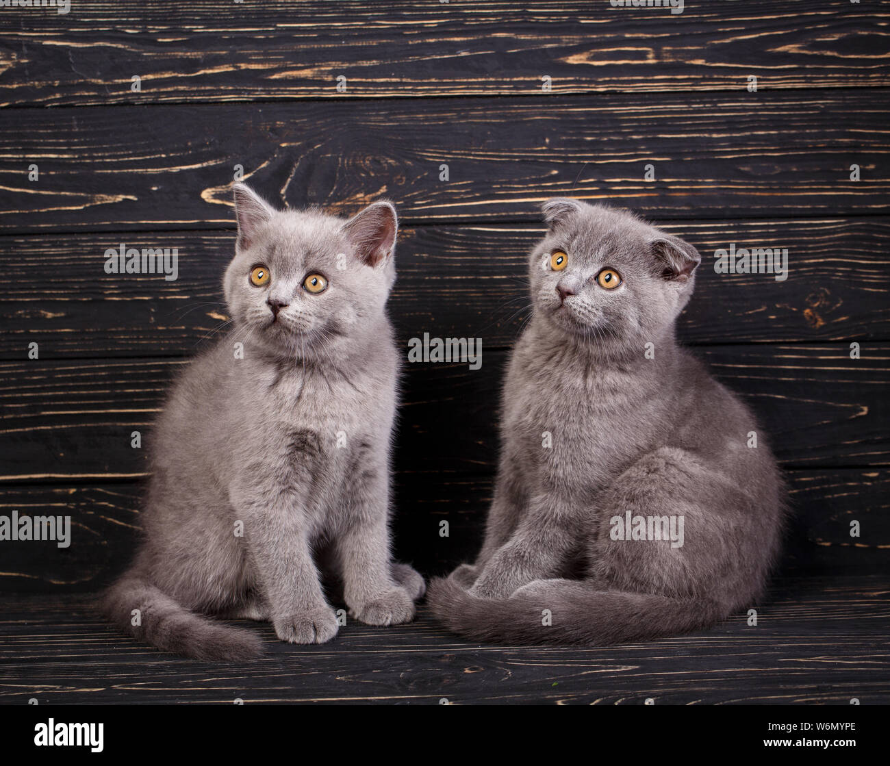 Scottish straight and scottish fold kittens. Funky kittens explore new ...