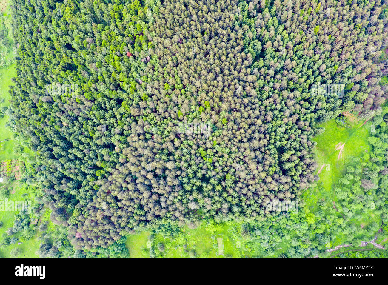 Above view of coniferous trees forest in summer, fresh green border ...