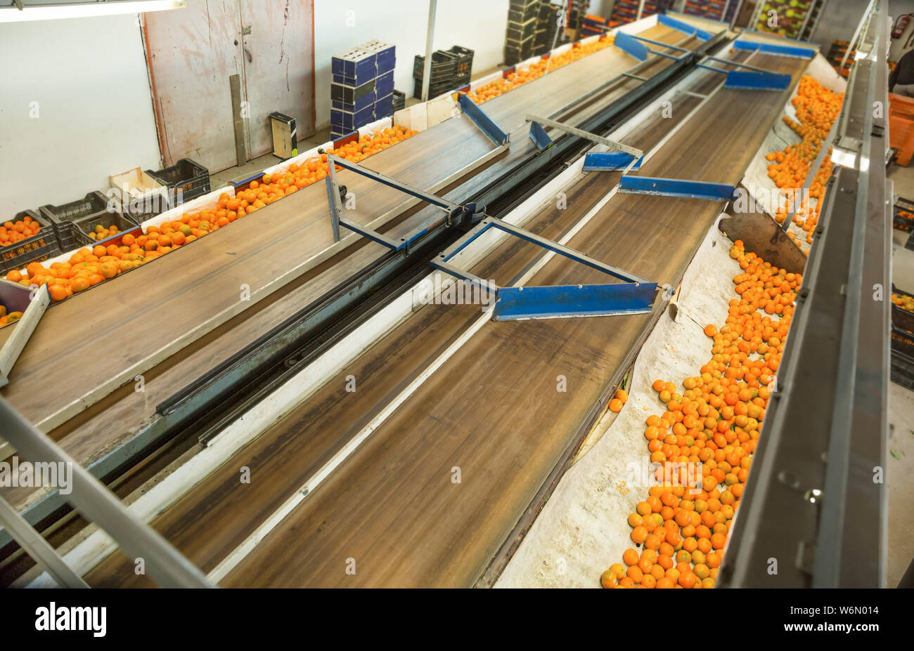 Production facilities of grading and packing of harvest of mandarins on ...
