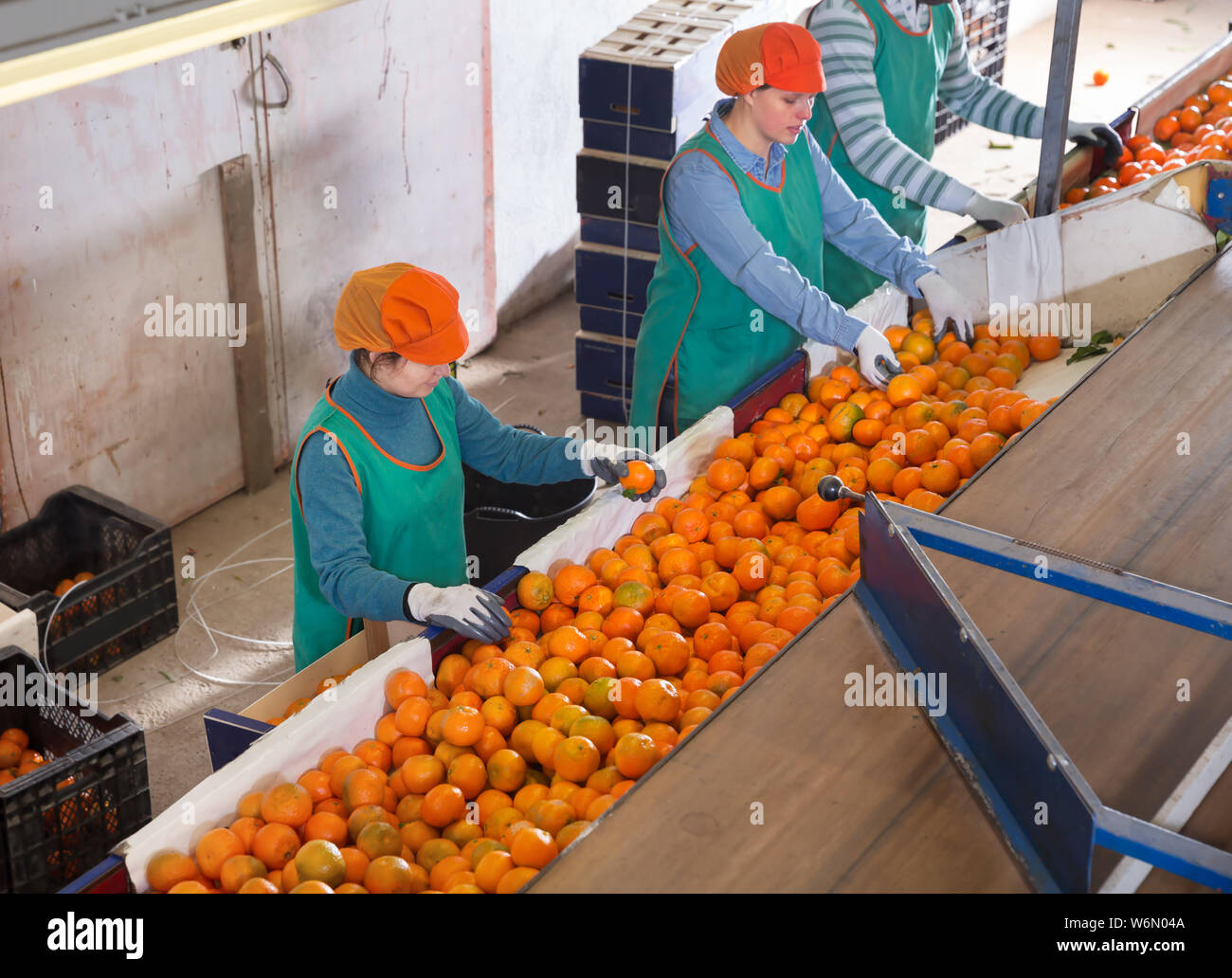 Female and male employees working on the producing sorting line at a ...