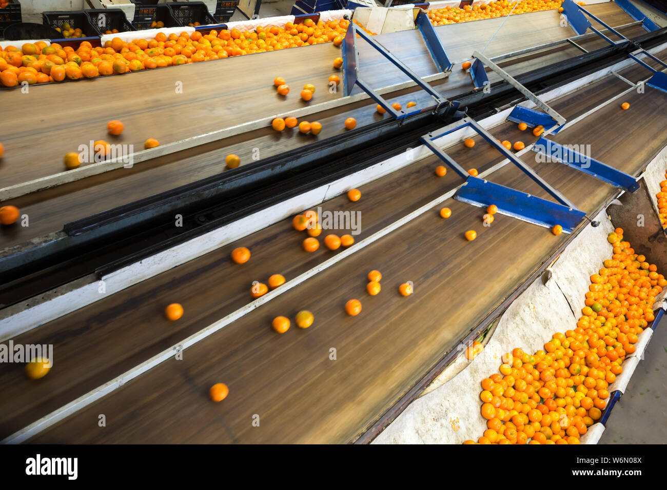 Oranges on conveyor belt hi-res stock photography and images - Alamy