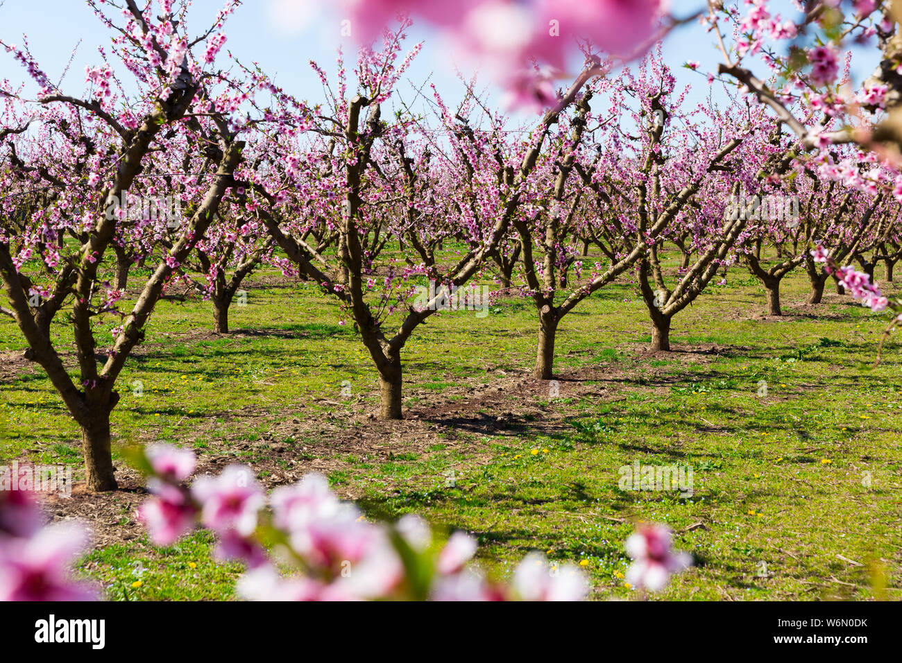 Blossoming of peach trees on a meadows of Europe in the spring Stock ...