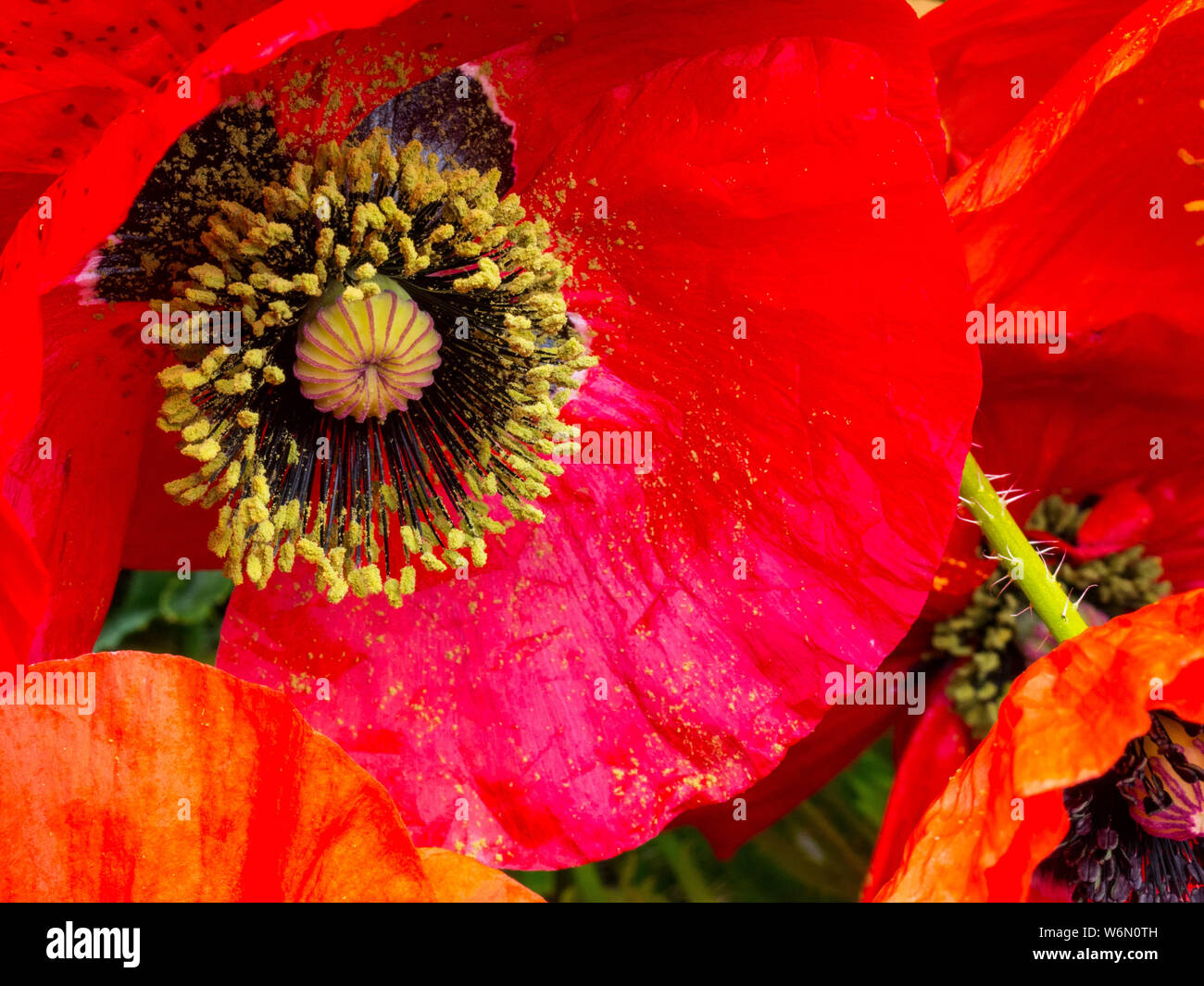 Red Opium poppy, Papaver somniferum, detail, separated, beautiful ...