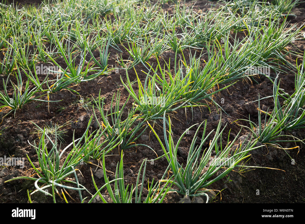 Spring onions growing in the garden Stock Photo - Alamy