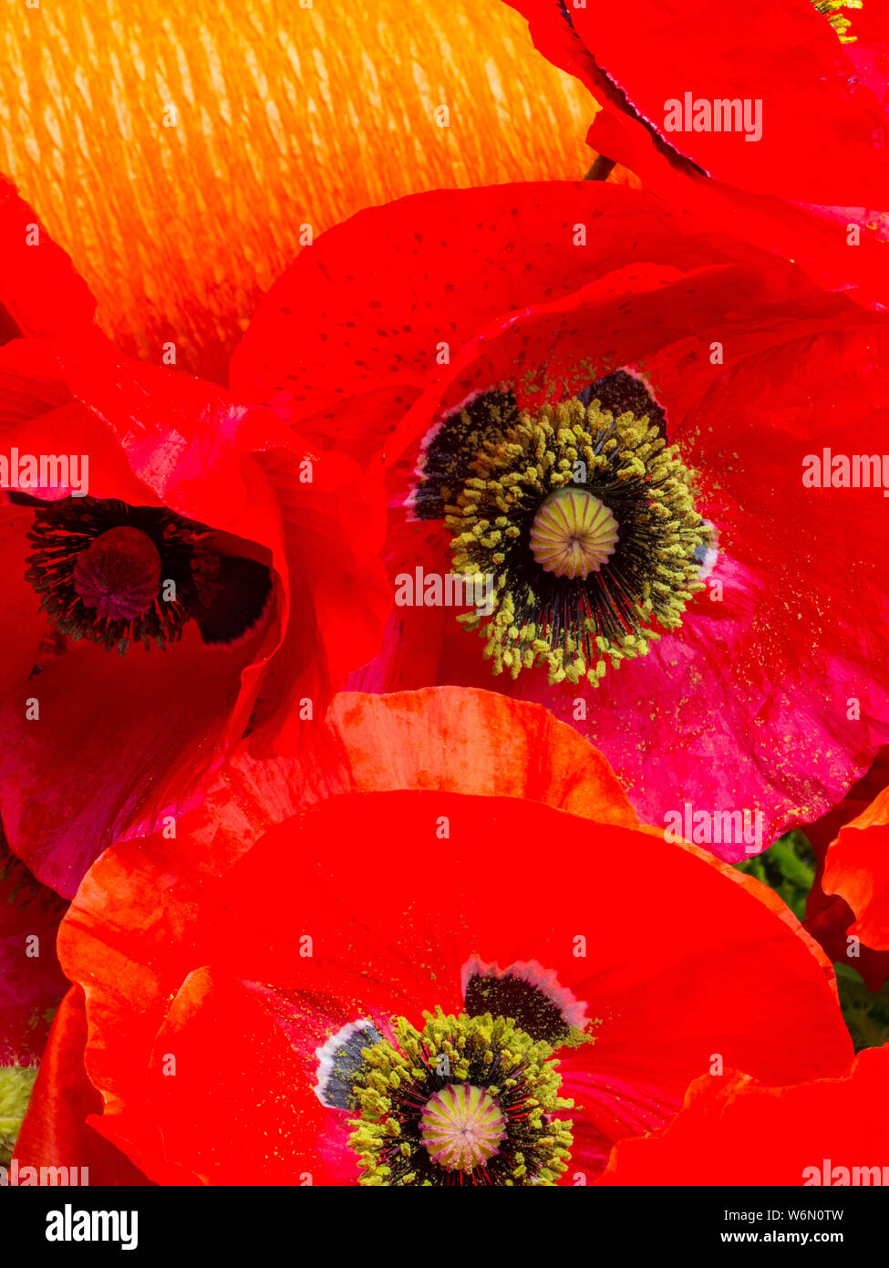 Red Opium poppy, Papaver somniferum, detail, separated, beautiful ...