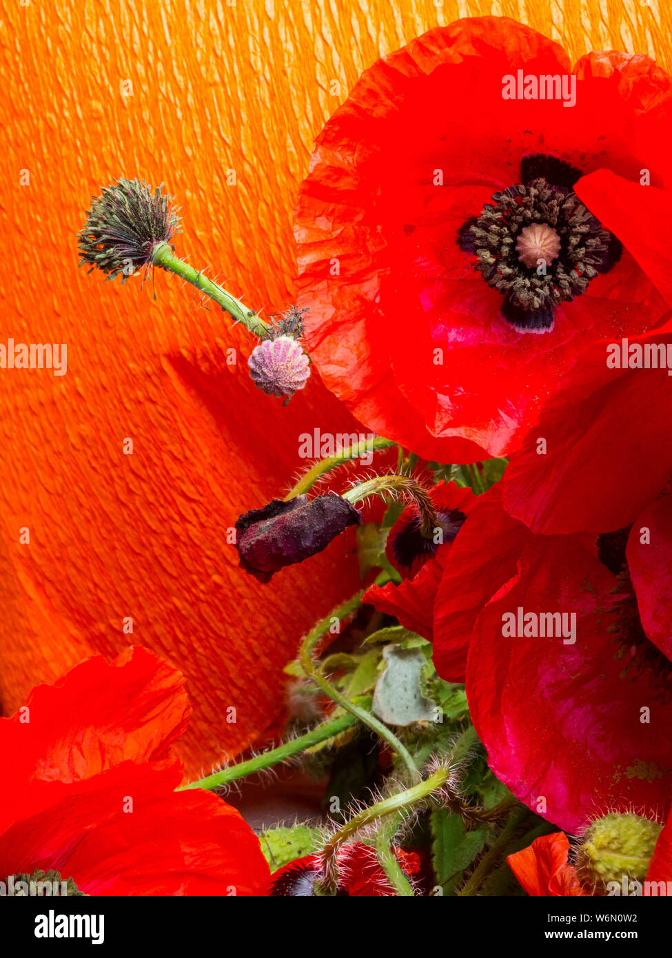Red Opium poppy, Papaver somniferum, detail, separated, beautiful ...