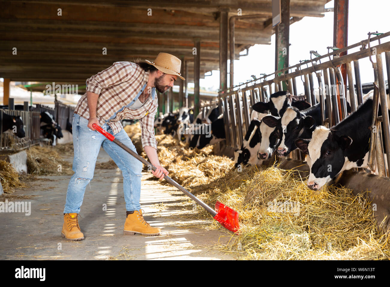 Glad man farmer with shovel working and taking care cows at cowhouse at ...