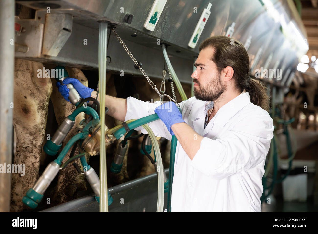 Farm milkmaid man in bathrobe working with automatical cow milking ...