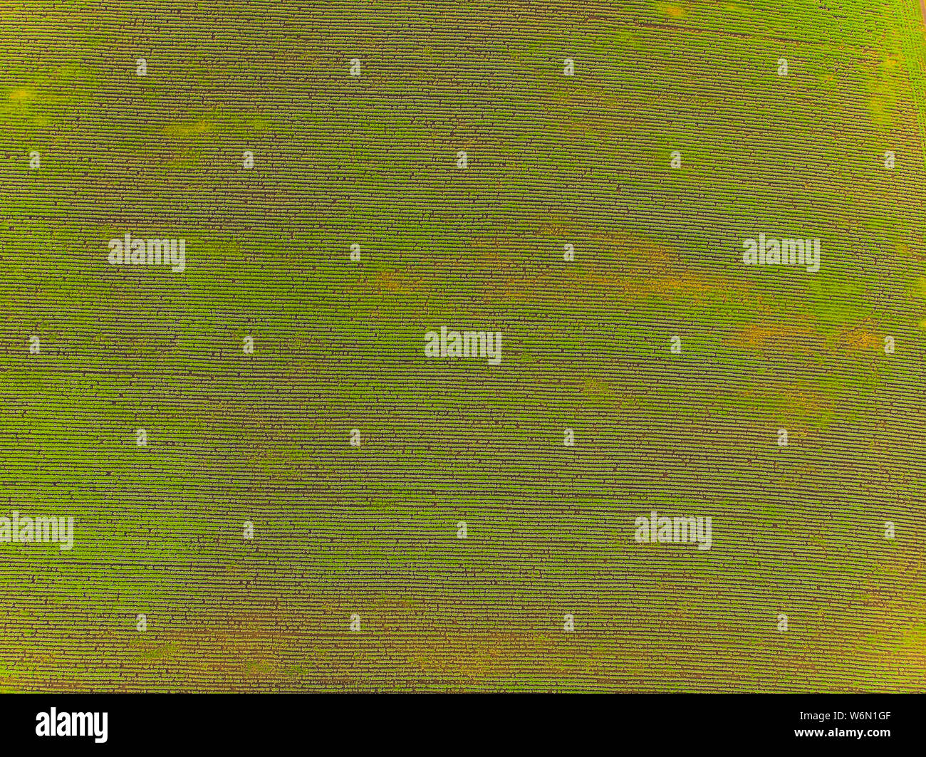 Top view of park, Natural grass texture Stock Photo - Alamy