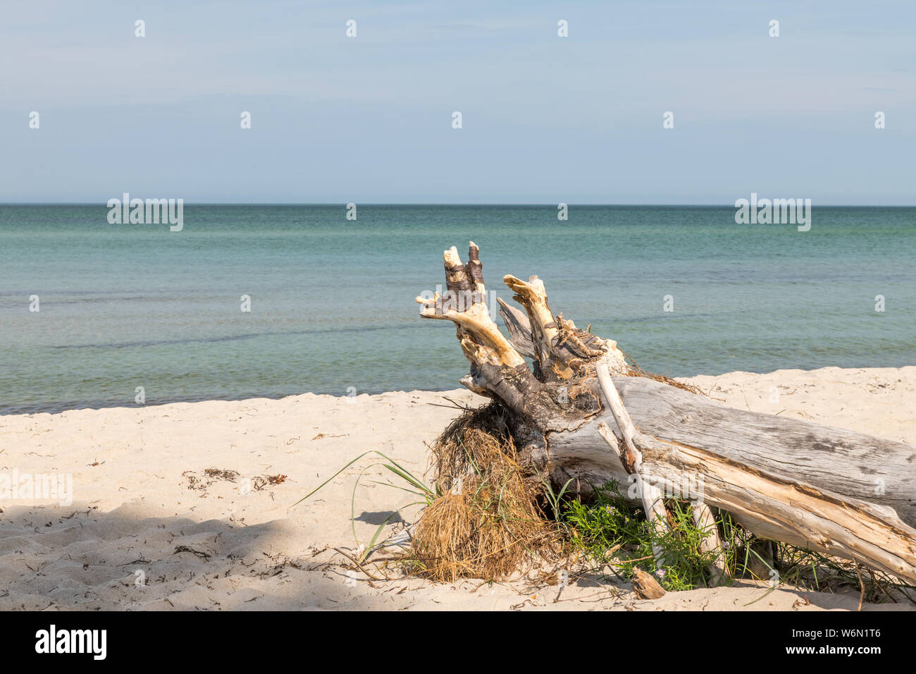 Old tree root is weathered on a sandy beach overlooking the sea Stock ...